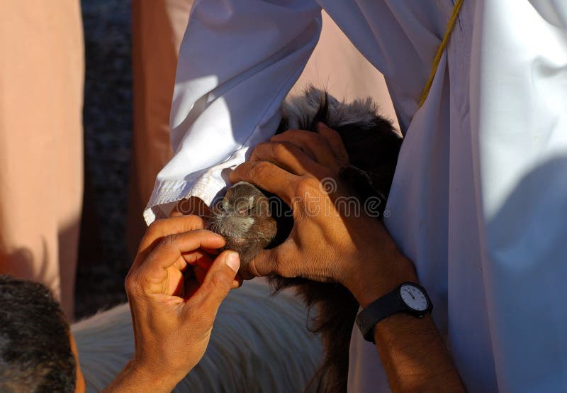 Checking the Health of a Goat Stock Image - Image of breeding, sell ...