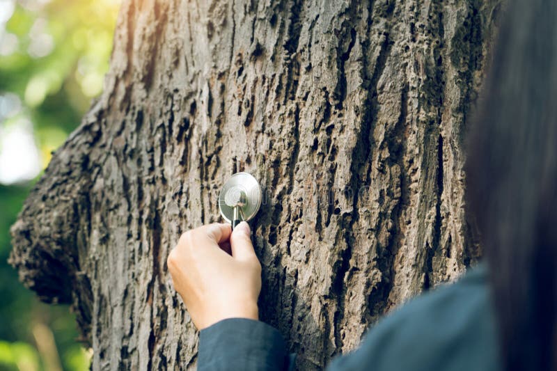 Checking Health Tree by Stethoscope in the Forest Concept Stock Image ...
