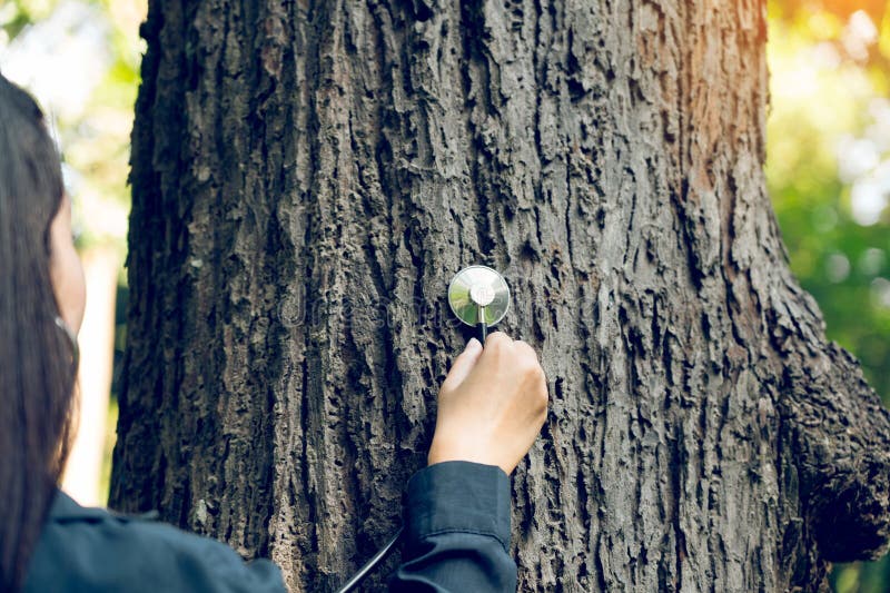 Checking Health Tree by Stethoscope in the Forest Concept Stock Image ...
