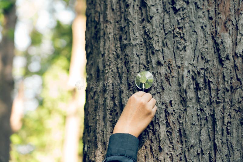 Checking Health Tree by Stethoscope in the Forest Concept Stock Image ...