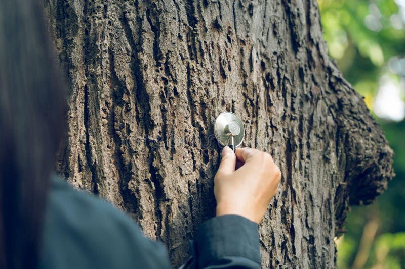 Checking Health Tree by Stethoscope in the Forest Concept Stock Image ...