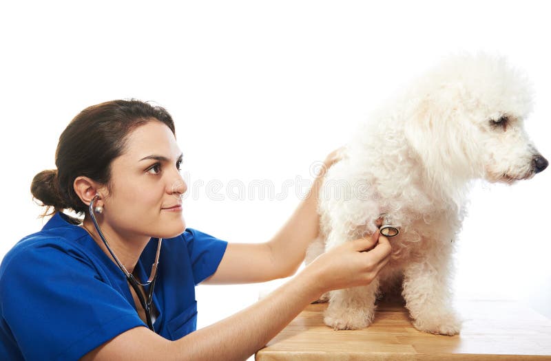 Checking heath of dog stock image. Image of health, girl - 70460817