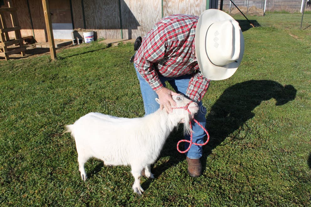Checking Out the Goat 2 stock image. Image of evaluation - 23597373