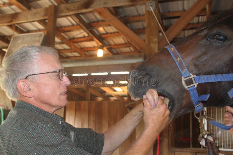 Checking Out the Mules Teeth Stock Photo - Image of farm, husbandry ...