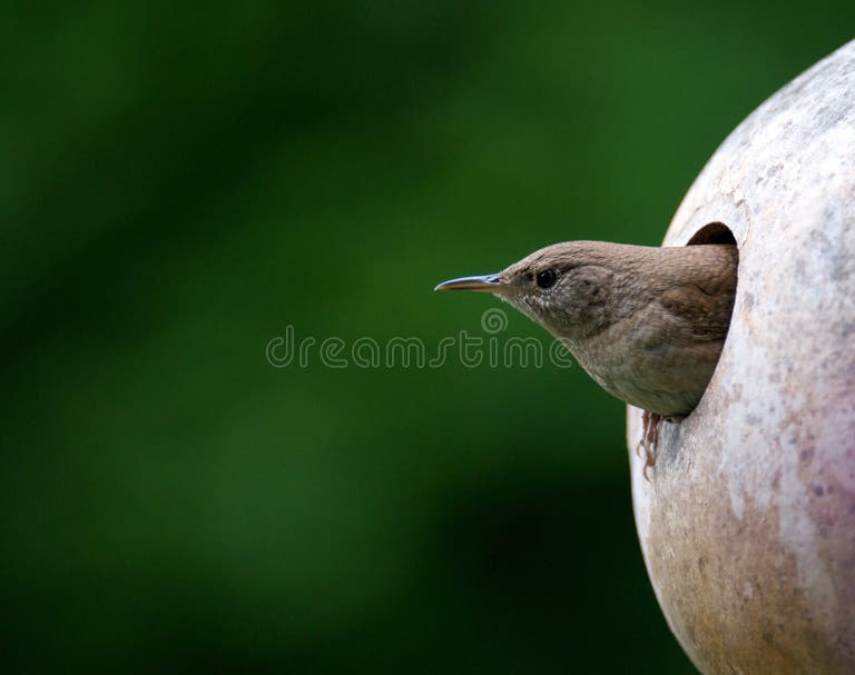 Checking out the neighbors stock image. Image of wren - 5333719