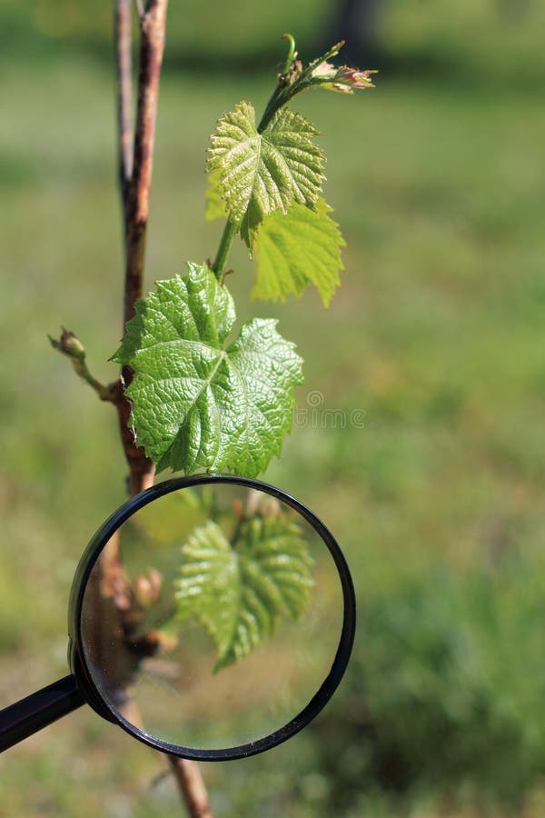 Careful spring inspection stock image. Image of farm - 131973681