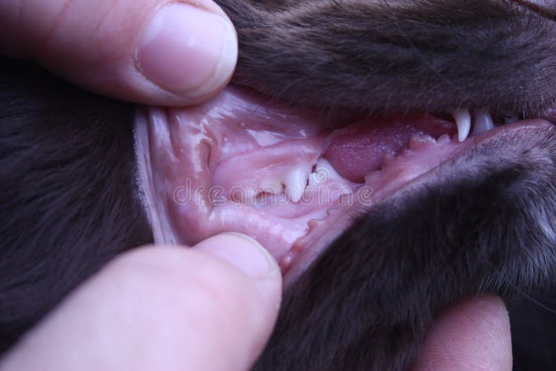 Checking the Teeth of a Brown Working Type Cocker Spaniel Pet Gundog ...