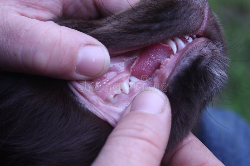 Checking the Teeth of a Brown Working Type Cocker Spaniel Pet Gundog ...