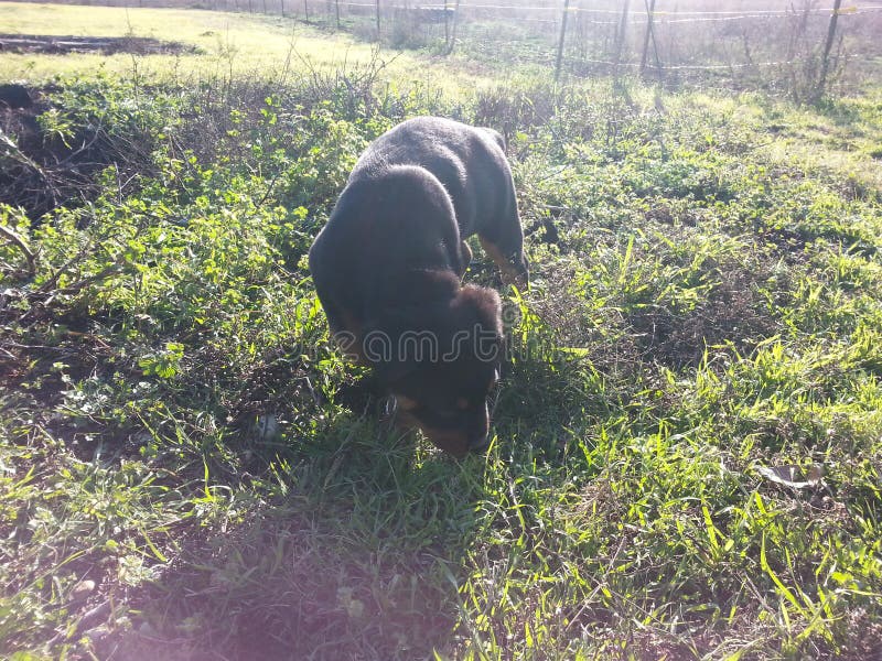 Checking things out stock photo. Image of puppy, inviorment - 51586642