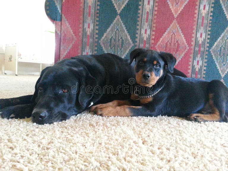 Checking things out stock photo. Image of puppy, mammal - 51586800