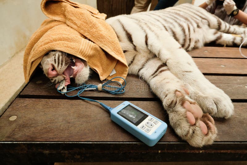 Checking the Tiger`s Health Stock Photo - Image of medication, disease ...