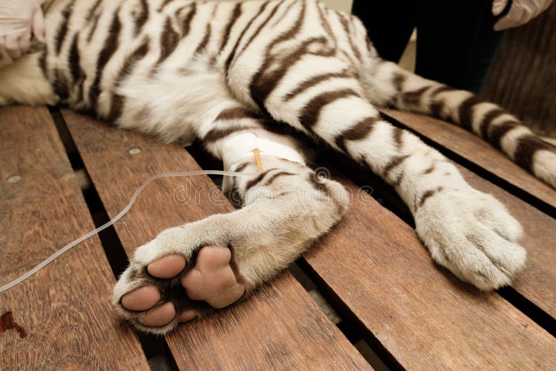 Checking the Tiger`s Health Stock Image - Image of medication, patient ...