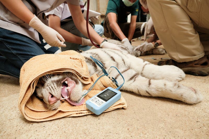 Checking the Tiger`s Health Stock Image - Image of gloves, analysis ...