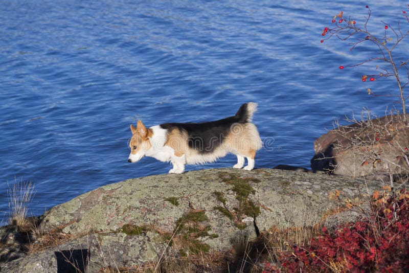 Checking the water stock photo. Image of corgi, checks - 61735578