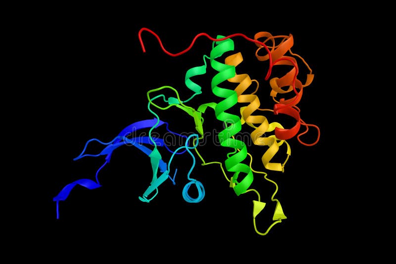 Checkpoint Kinase 1, Which Coordinates the DNA Damage Response ( Stock ...