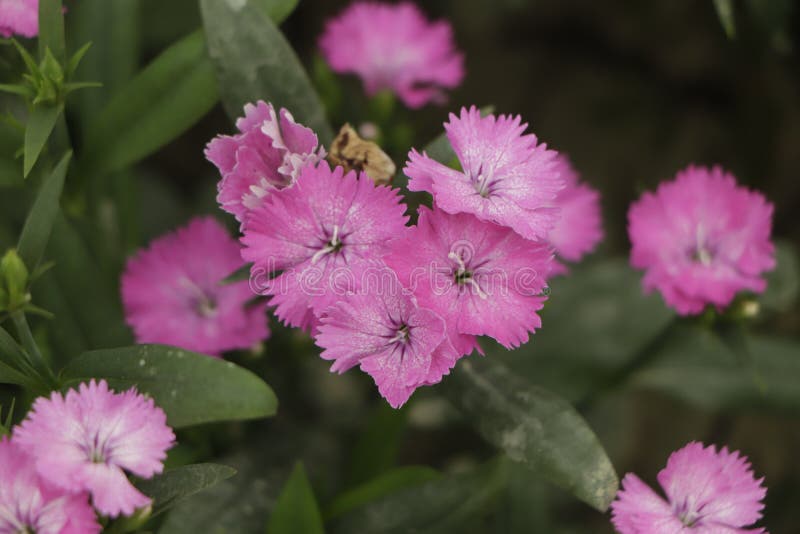 Cheddar Pink & X28;Dianthus Gratianopolitanus Vill Stock Image - Image ...