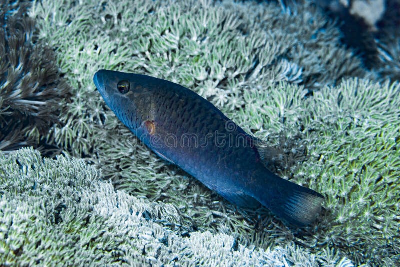 Cheilinus Digramma Stock Photos - Free & Royalty-Free Stock Photos from ...