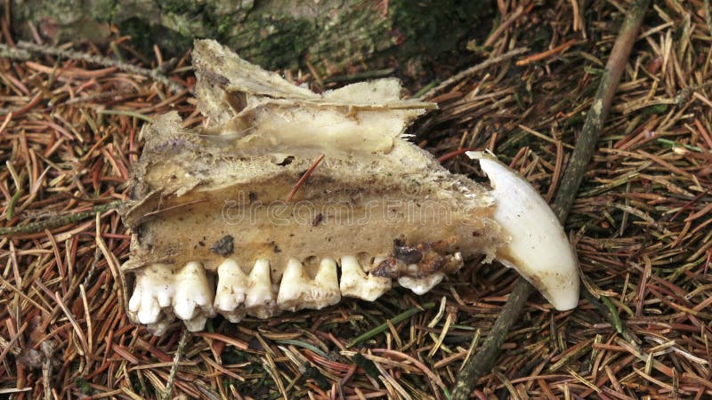 Cheek with the Teeth of the Animal in the Forest. Stock Video - Video ...