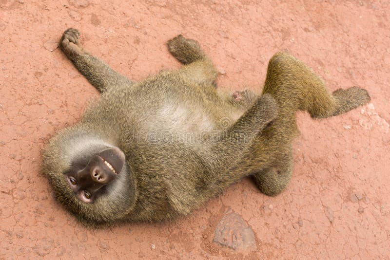 Cheeky Baboon Smiles stock image. Image of comedic, wildlife - 25564803