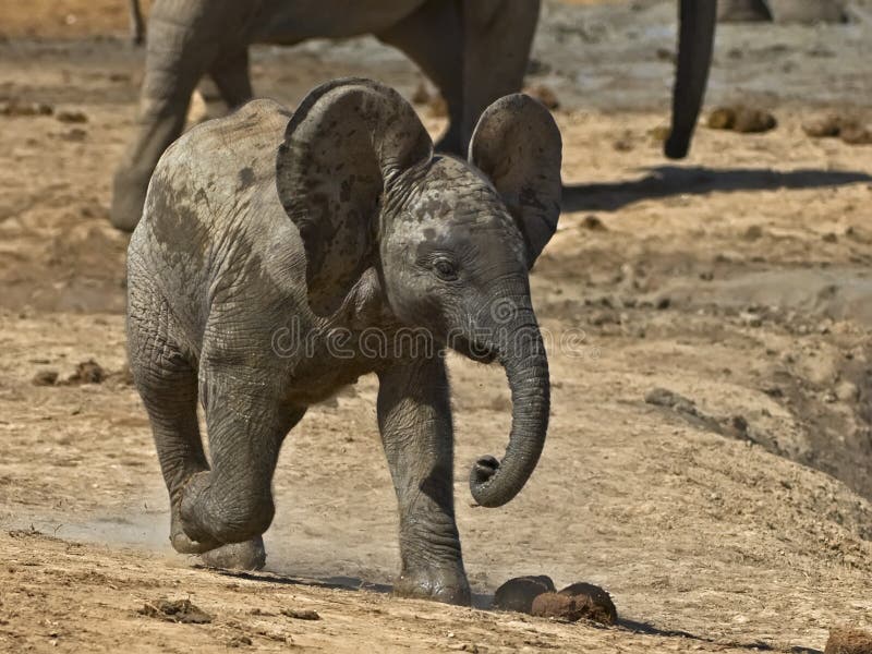 Cheeky Baby Elephant stock image. Image of bold, environment - 6092763