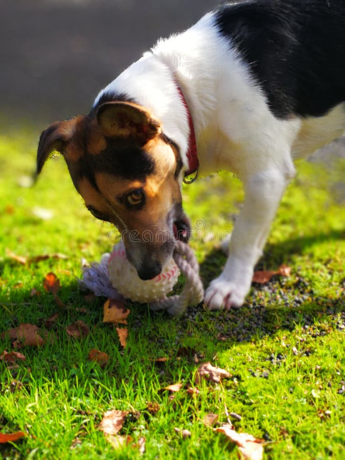 Cheeky boy stock photo. Image of terrier, cheeky, ball - 93945352