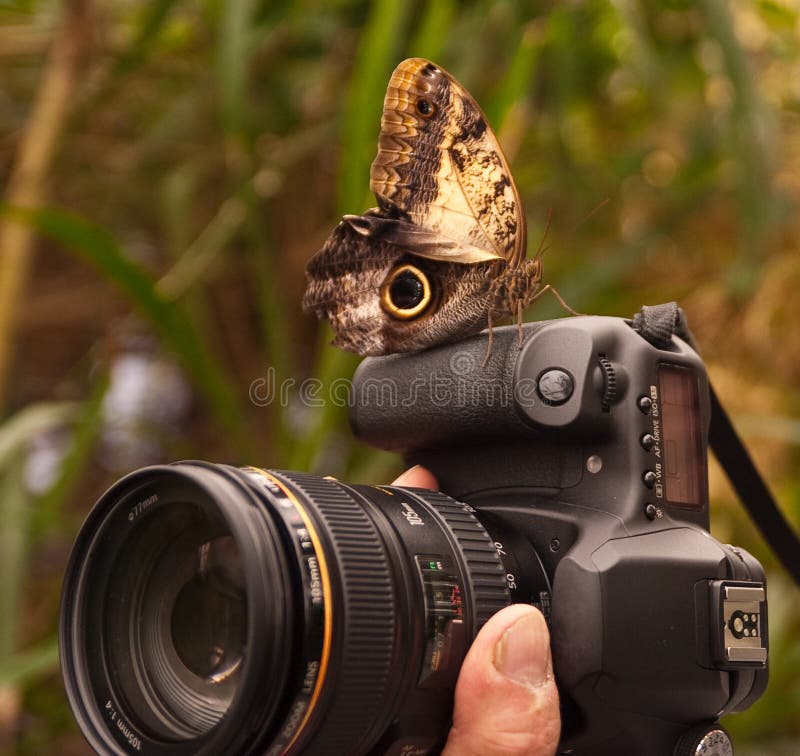 Canon D50 Battery Stock Photos - Free & Royalty-Free Stock Photos from ...