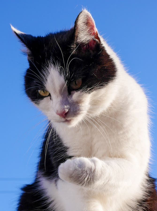 Cheeky Charlie the Cat stock photo. Image of charlie - 99583630