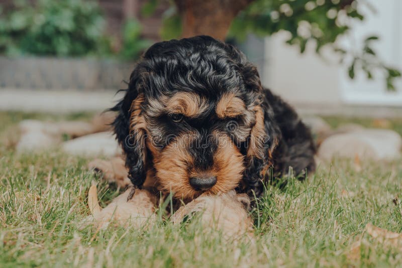 Cheeky Cockapoo Puppy Relaxing on a Grass in the Garden, Looking at the ...
