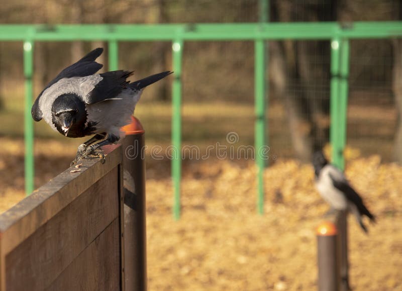 Cheeky Crow Sits on the Dog Playground Stock Photo - Image of flight ...