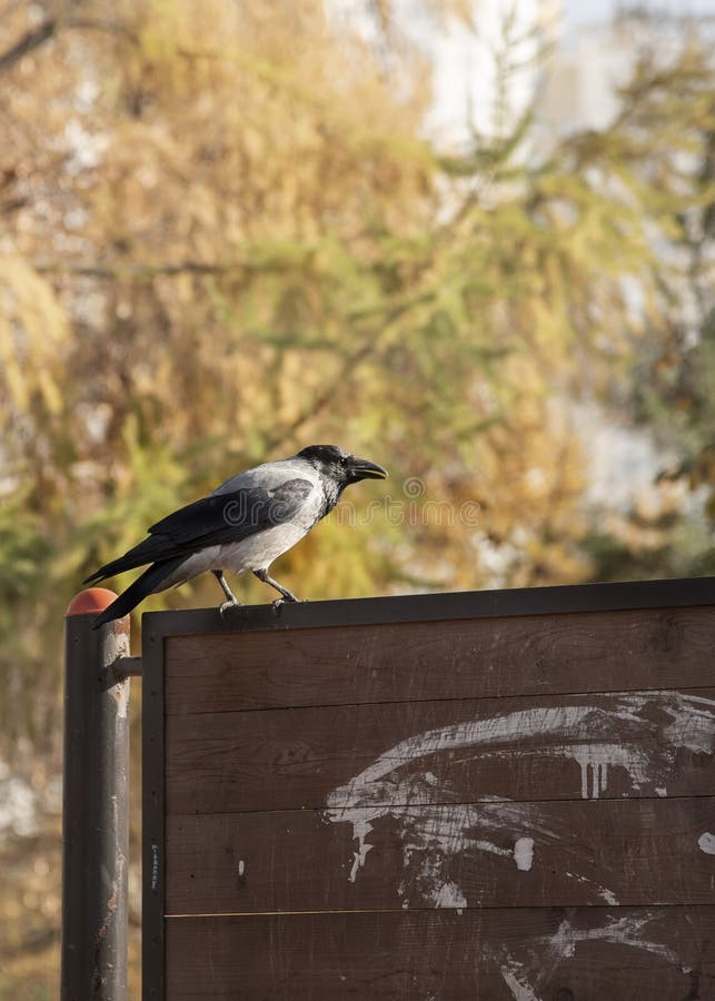 Cheeky Crow Sits on the Dog Playground Stock Photo - Image of ...