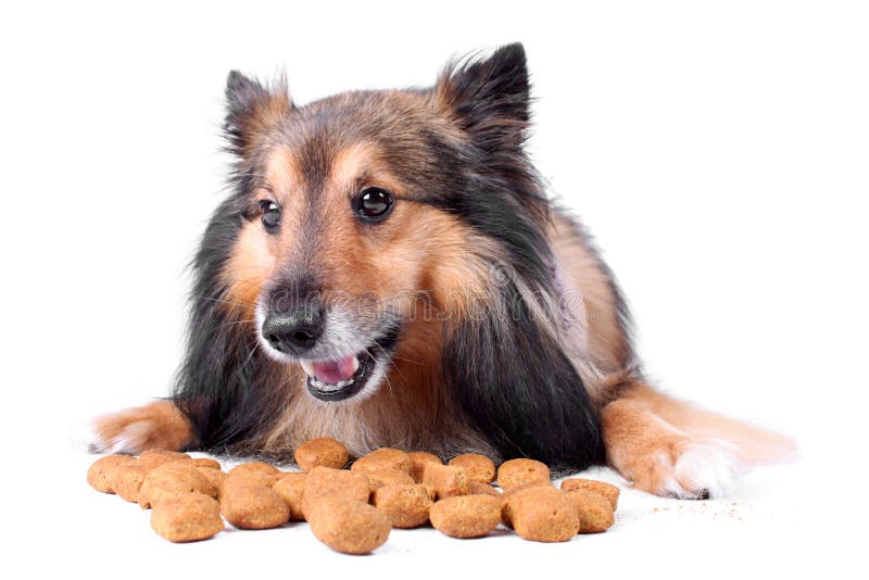 Cheeky dog stock photo. Image of nutrition, feed, mealtime - 11644070