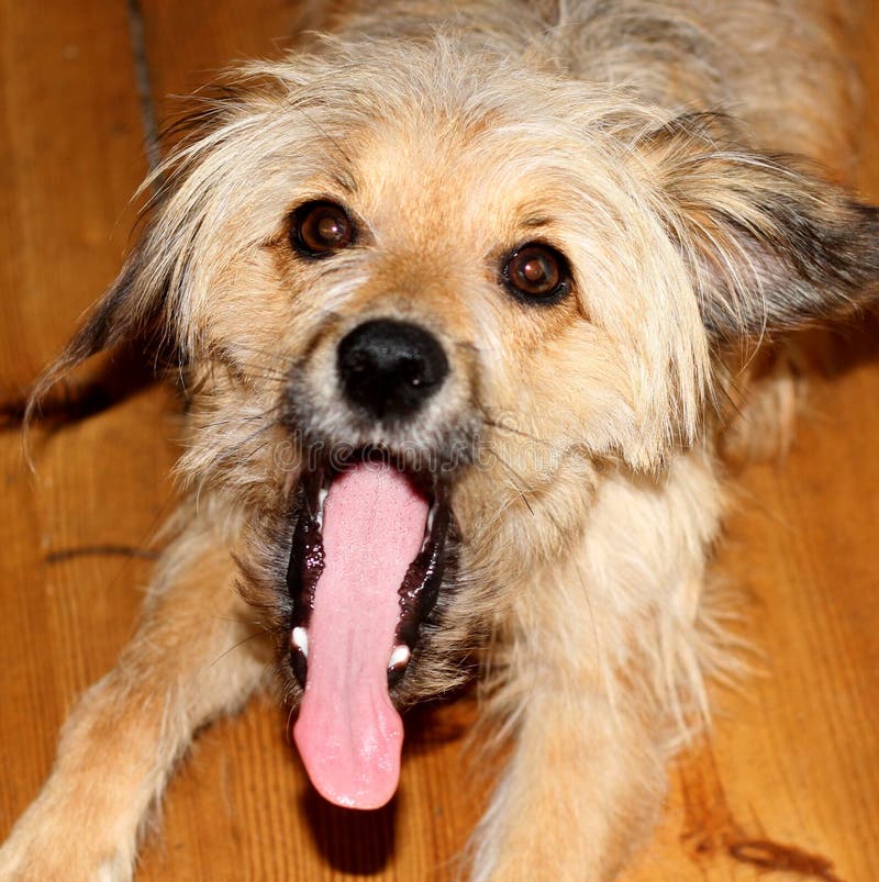 Cheeky Dog stock photo. Image of mouth, open, yawn, long - 25681324
