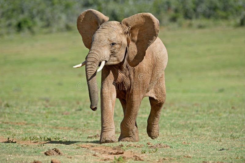 Cheeky Elephant stock image. Image of savannah, horizontal - 17463485