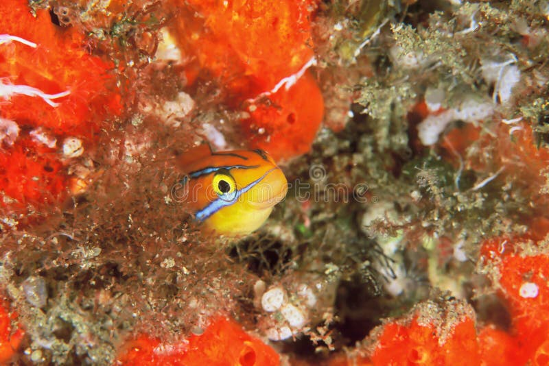 Cheeky fish stock photo. Image of fish, ocean, reef, smiling - 21637668