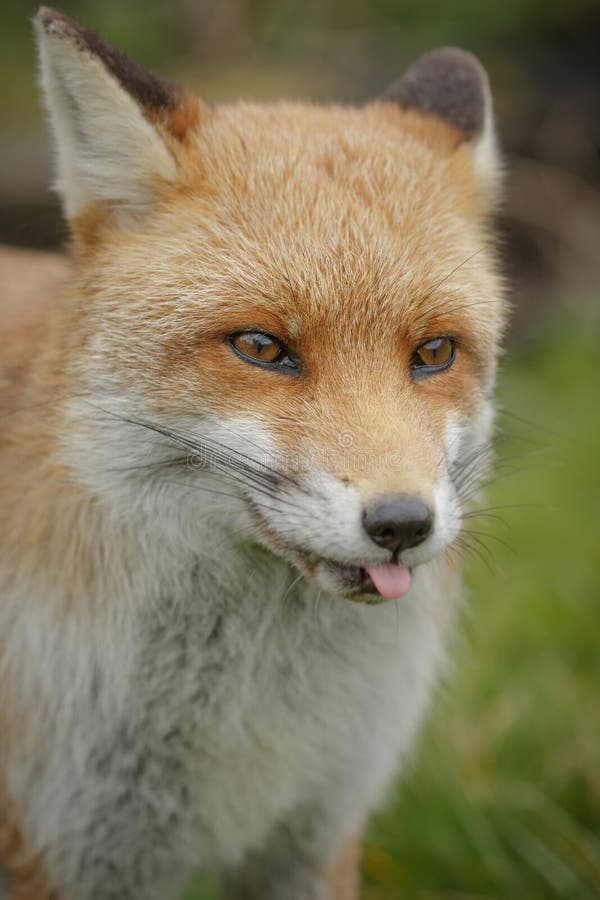 Cheeky fox stock image. Image of orange, grass, face - 72654649