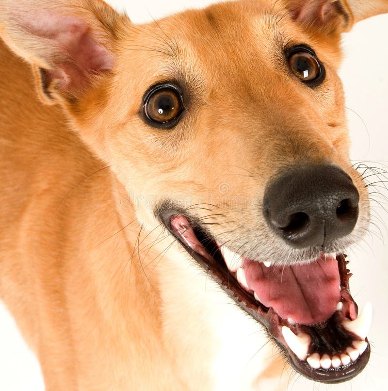 Happy dirty dog stock photo. Image of brown, venice, california - 3452426