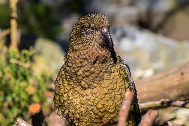 Cheeky Kea Playing in a Walk through Aviary, Close Up Stock Image ...
