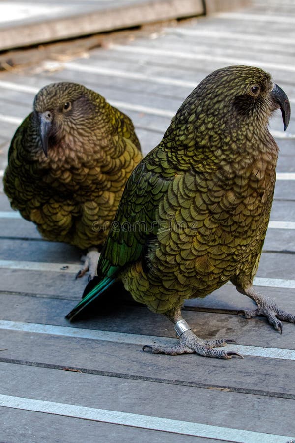 Cheeky Kea Playing in a Walk through Aviary, Close Up Stock Photo ...