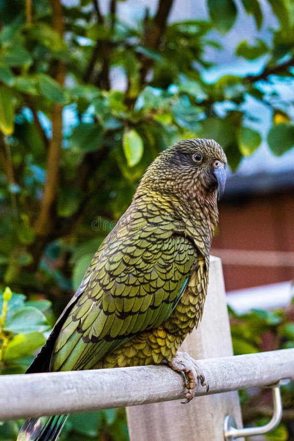 Cheeky Kea Playing in a Walk through Aviary, Close Up Stock Image ...