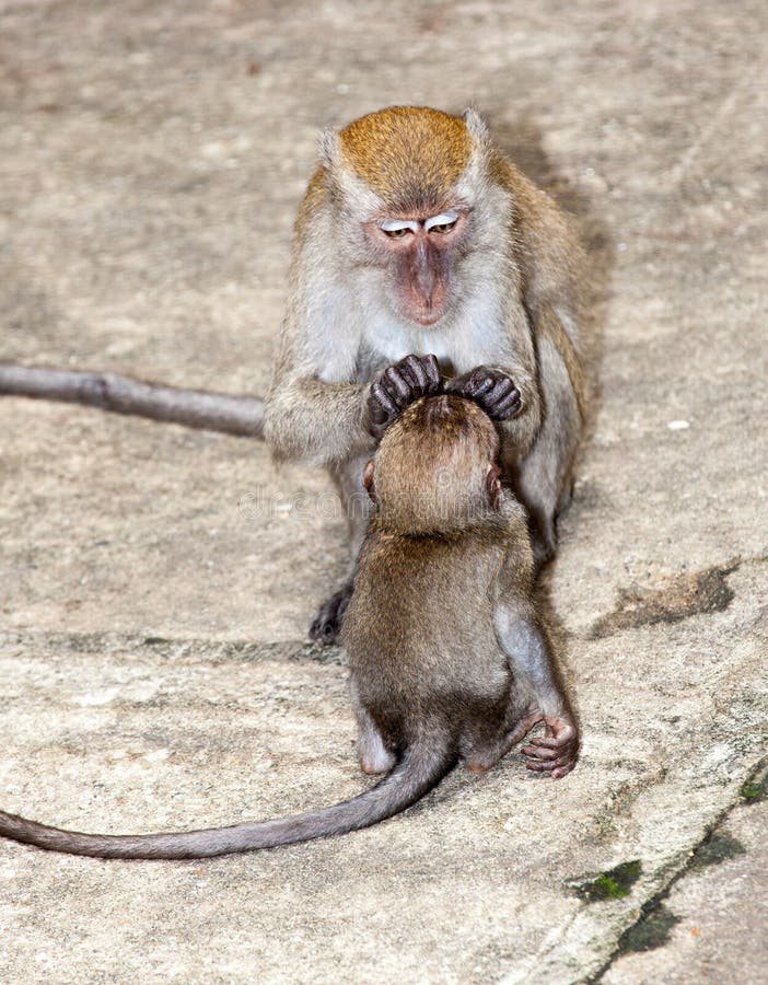 Cheeky monkey surprise stock photo. Image of baby, hanging - 35718130