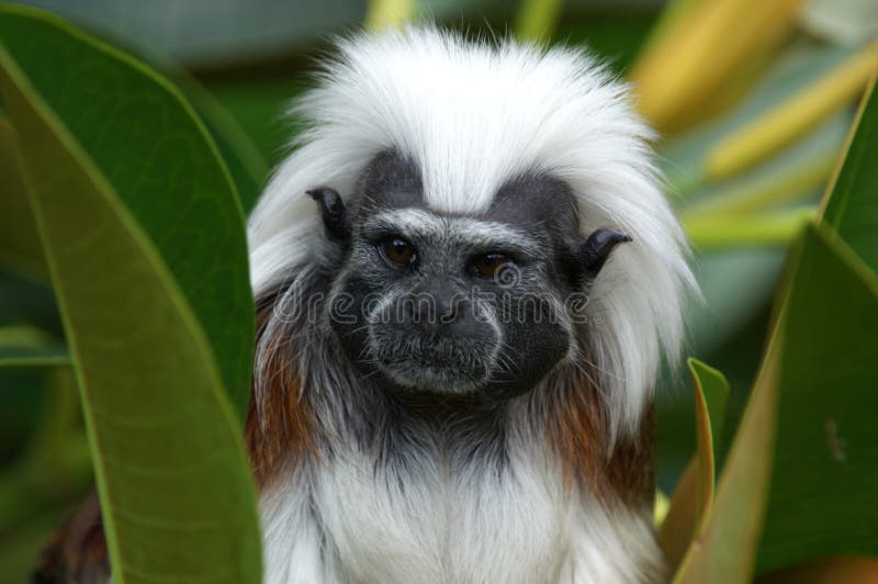 Cute baby Bonobo monkey stock photo. Image of playful - 14658206