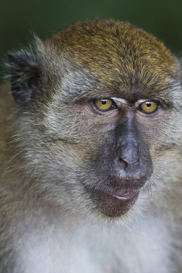 Cheeky Monkey stock photo. Image of outdoors, mammal, green - 8336442