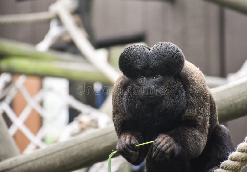 Cheeky Monkey stock photo. Image of close, trip, monkey - 77515542