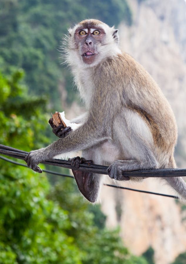 Cheeky monkey surprise stock photo. Image of baby, hanging - 35718130