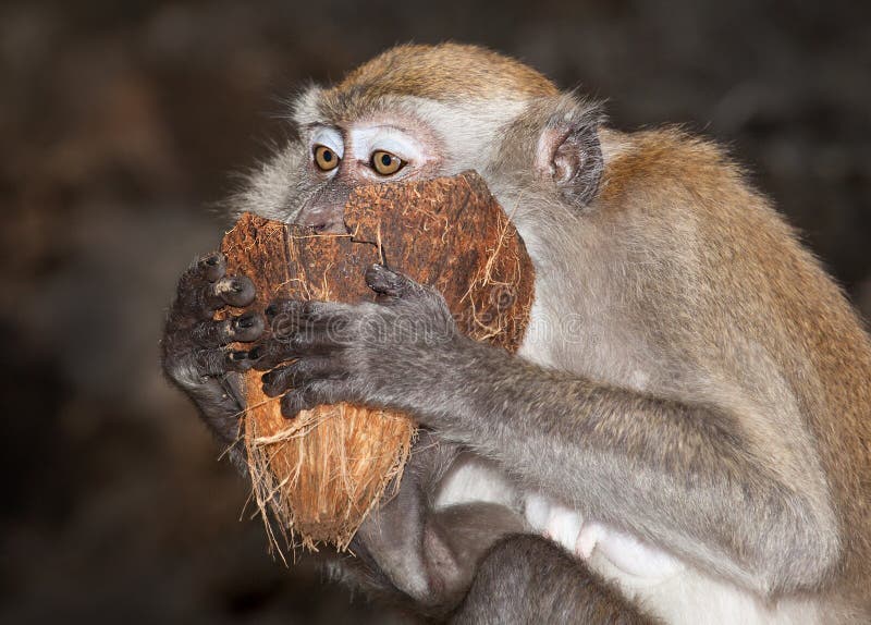 Cheeky monkey surprise stock photo. Image of baby, hanging - 35718130