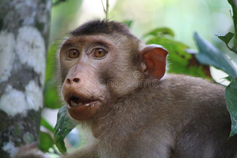 Cheeky Monkey stock image. Image of borneo, cheeky, tailed - 44235989