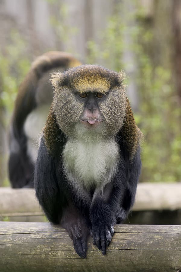 Campbell s mona monkey stock photo. Image of upper, campbelli - 28436764