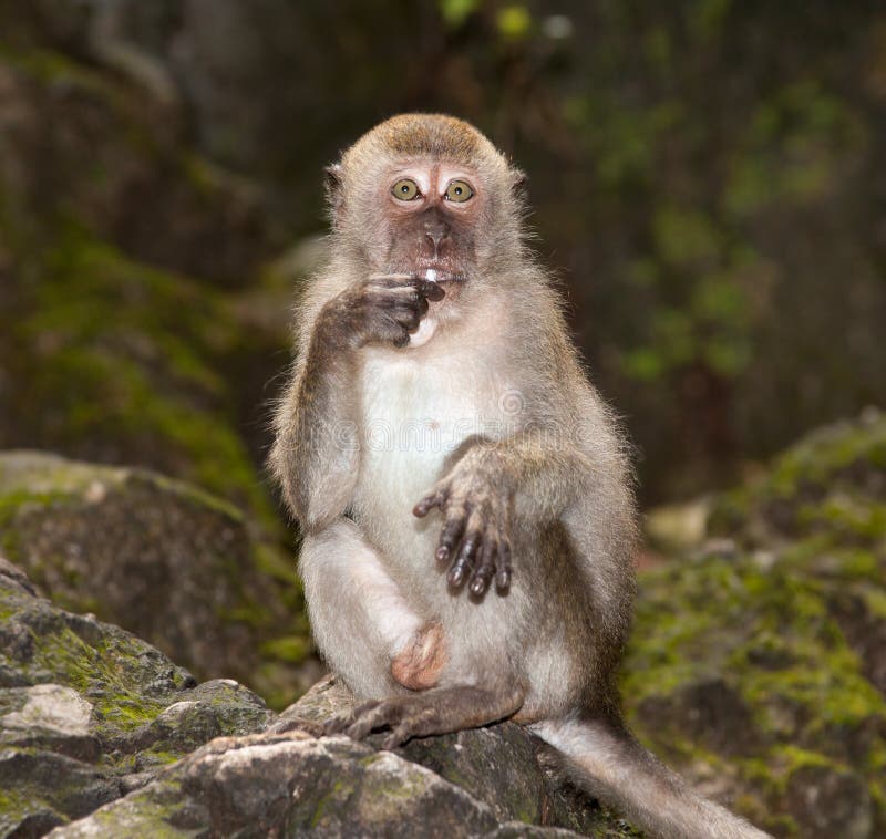 Cheeky monkey surprise stock photo. Image of baby, hanging - 35718130