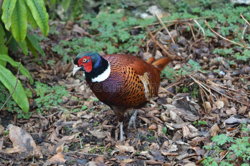 Colorful pheasant stock image. Image of phasianus, shooting - 112337531