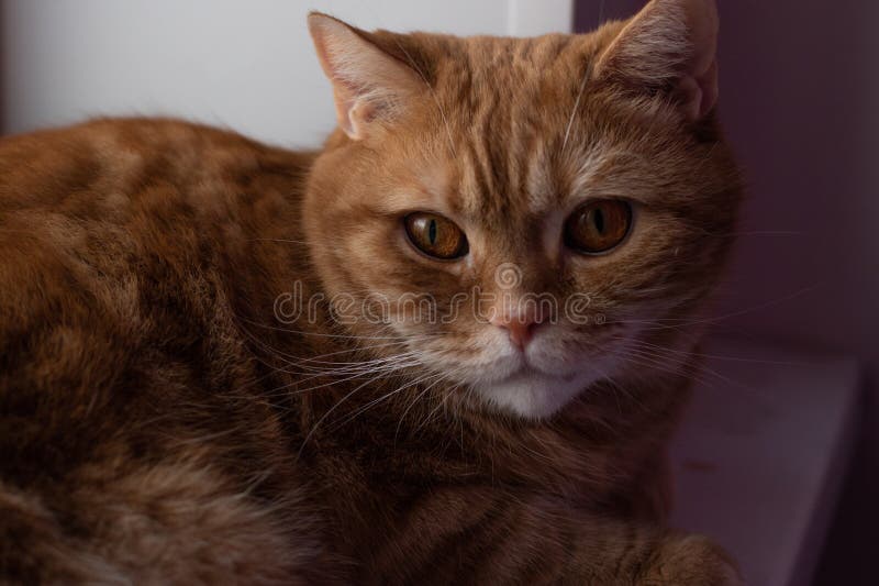 Cheeky red fat cat stock image. Image of snout, carnivore - 292190469